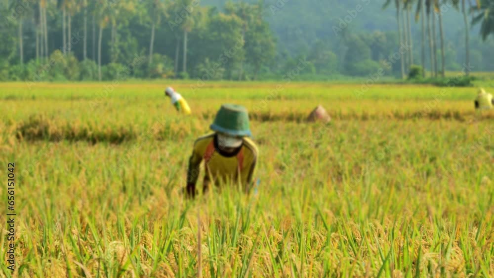 Blurred farmers cut rice during harvest in a rural rice field in ...