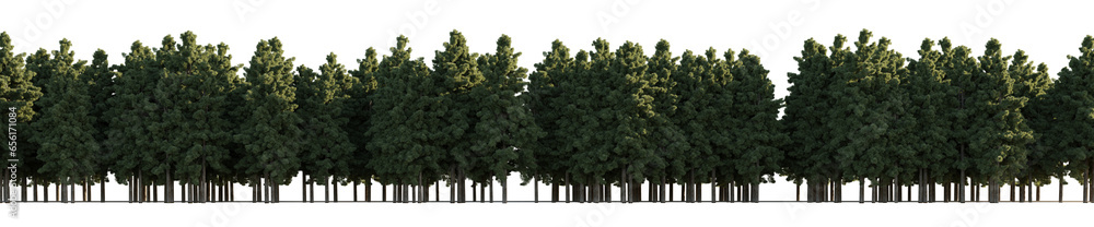isolated conifer trees pseudotsuga , best use for image background ...