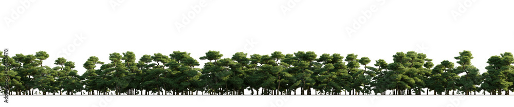 isolated conifer trees podocarpus, best use for image background Stock ...