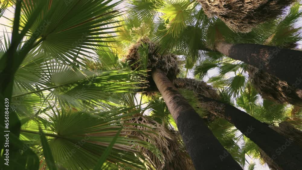 Stockvideo Willis Palms - Natural oasis of fan palms growing along the ...