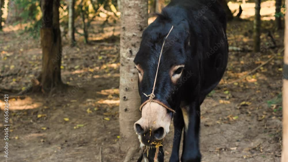 A black donkey chewing food. His muzzle is covered with food and drool ...