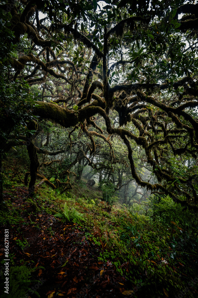 Eerie view of the moss covered branches of a laurel tree in the mystical and creepy Fanal forest ...