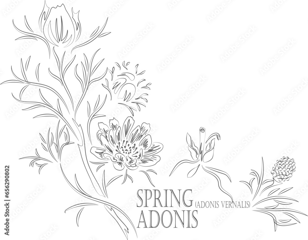 Spring adonis flowers and root vector contour. Adonis vernalis plant ...
