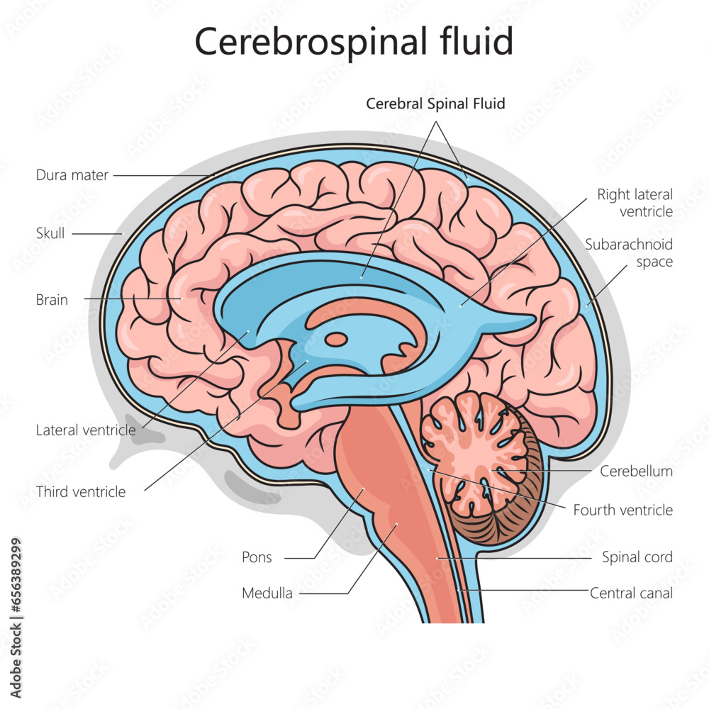 Cerebrospinal fluid structure diagram schematic vector illustration. Medical science educational ...