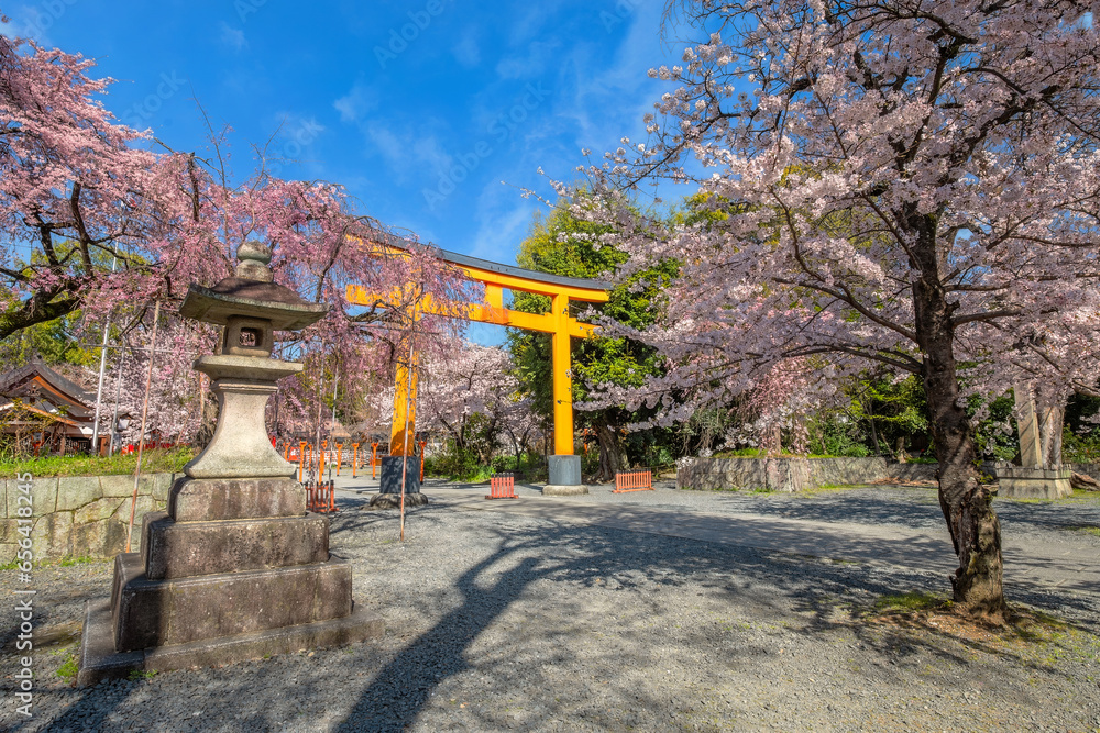 Kyoto, Japan - March 29 2023: Hirano-jinja is the site of a cherry ...