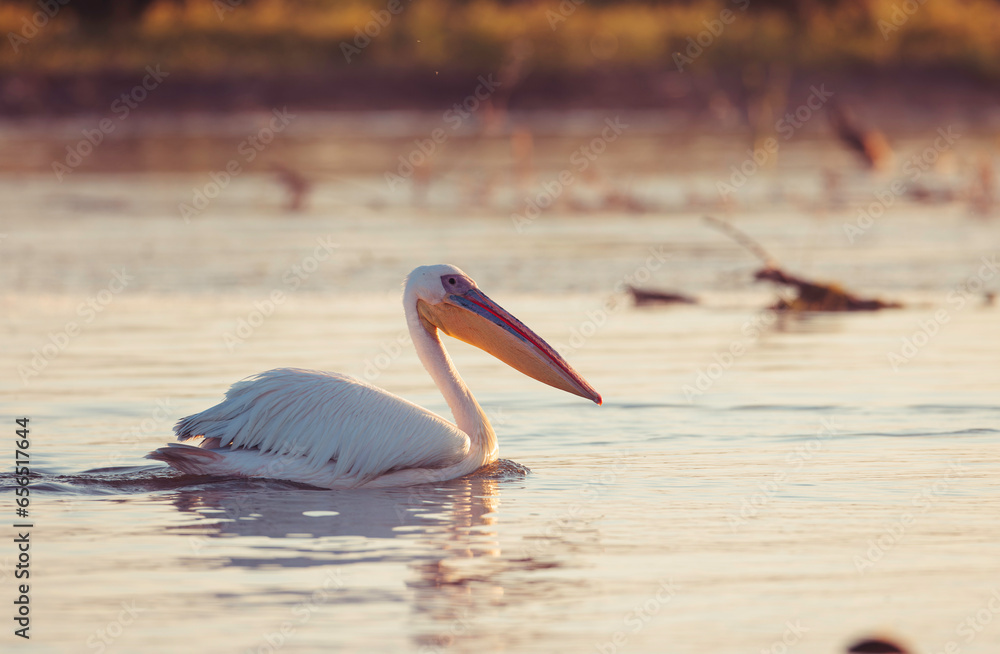 Danube delta wild life birds a majestic pelican gracefully gliding over ...