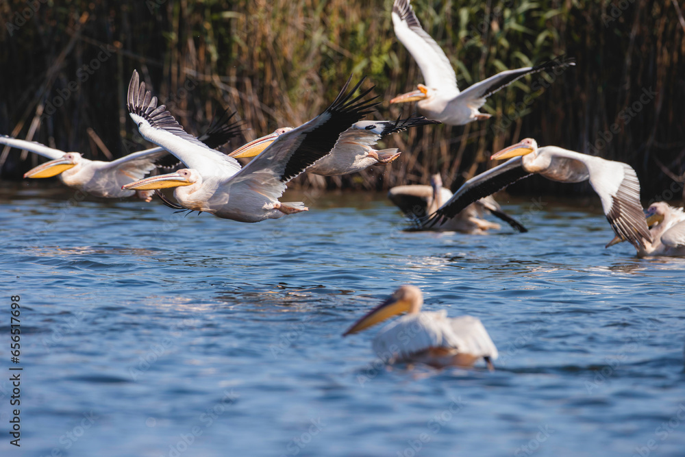 Danube delta wild life birds a group of pelicans soaring over a vast ...