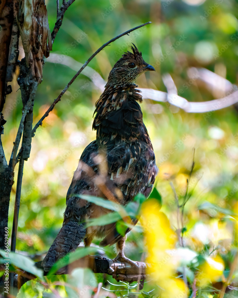 Partridge Photo and Image. Male ruffed grouse struts mating plumage in ...