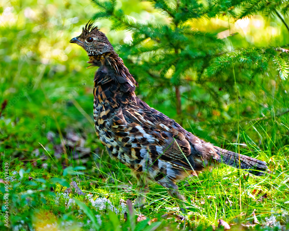 Partridge Photo and Image. Male ruffed grouse struts mating plumage in ...