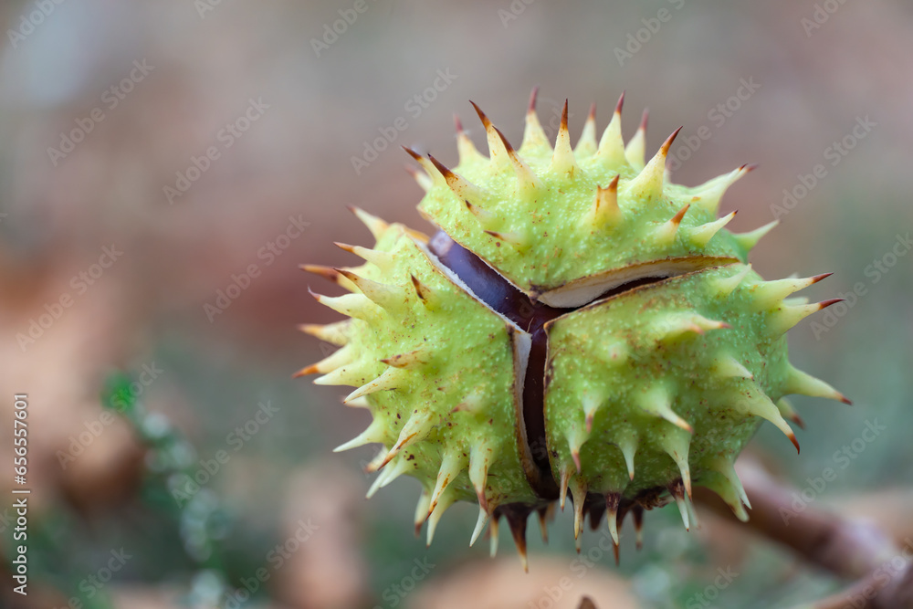 Spiky chestnut in green skin close up. Fruit tricuspid spiny capsule ...