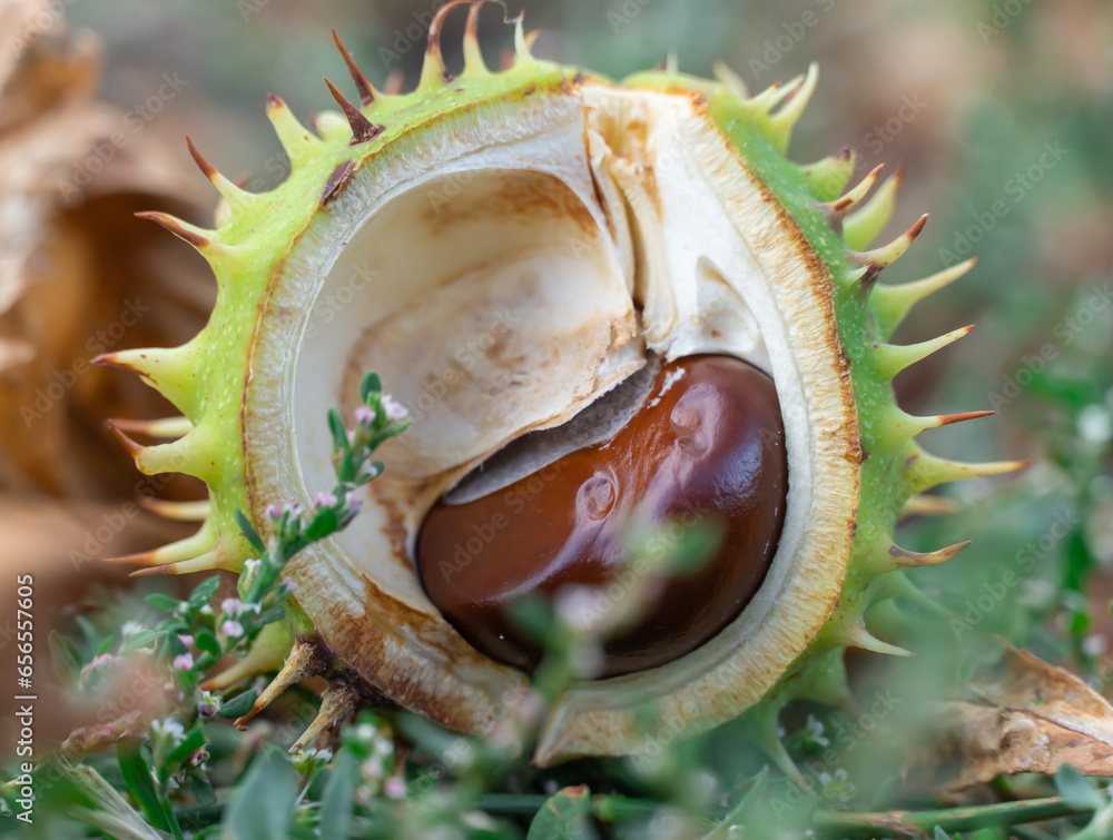 Spiky chestnut in green skin close up. Fruit tricuspid spiny capsule ...