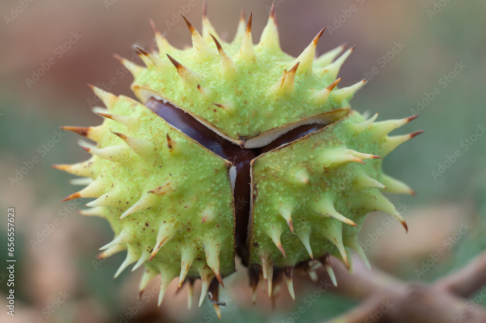 Spiky chestnut in green skin close up. Fruit tricuspid spiny capsule ...