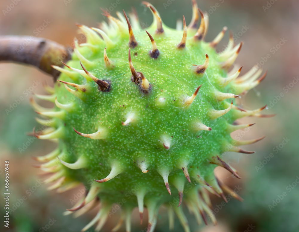 Spiky chestnut in green skin close up. Fruit tricuspid spiny capsule ...