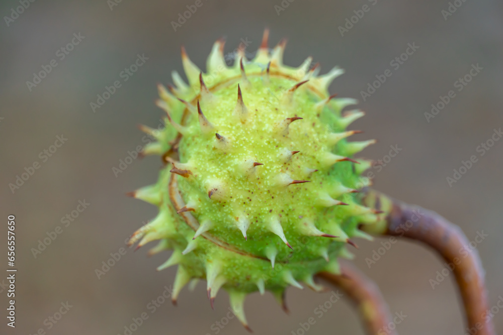 Spiky chestnut in green skin close up. Fruit tricuspid spiny capsule ...