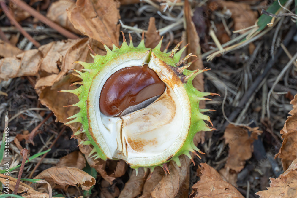 Spiky chestnut in green skin close up. Fruit tricuspid spiny capsule ...