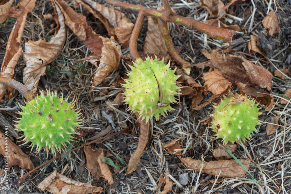 Spiky chestnut in green skin close up. Fruit tricuspid spiny capsule ...