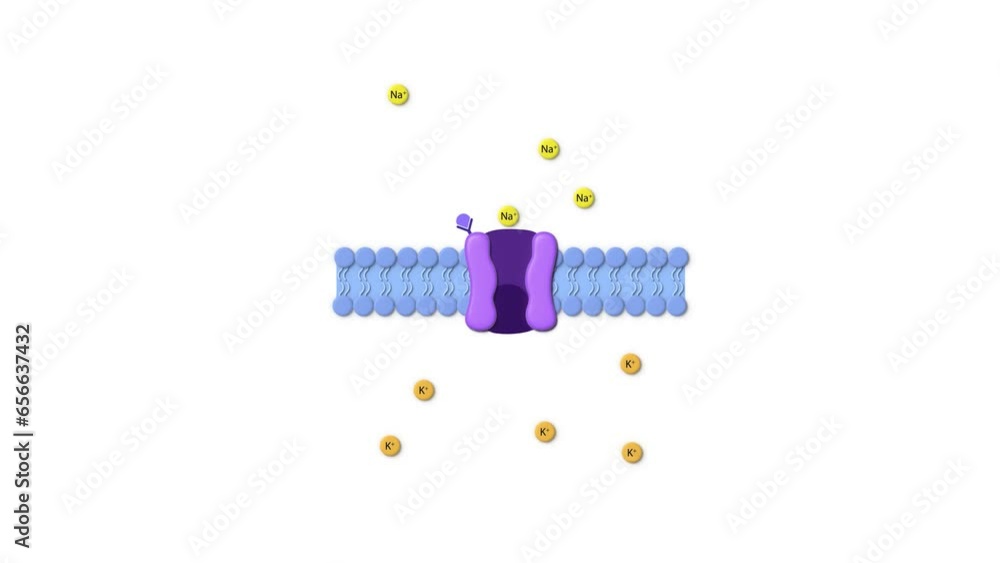 Type of Drug Receptor, ligand, cell membrane, ligand gated receptor ...