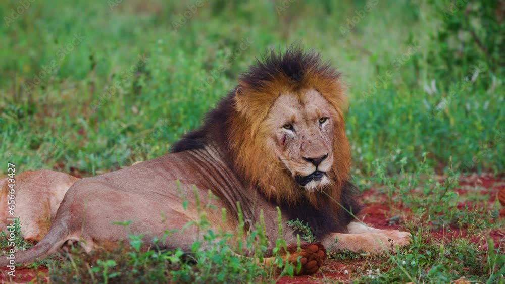 Vidéo Stock Close up of an injured Male Lion having bruises on Face ...