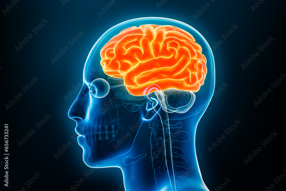 Xray profile view of the cerebral cortex 3D rendering illustration with body contours. Human ...