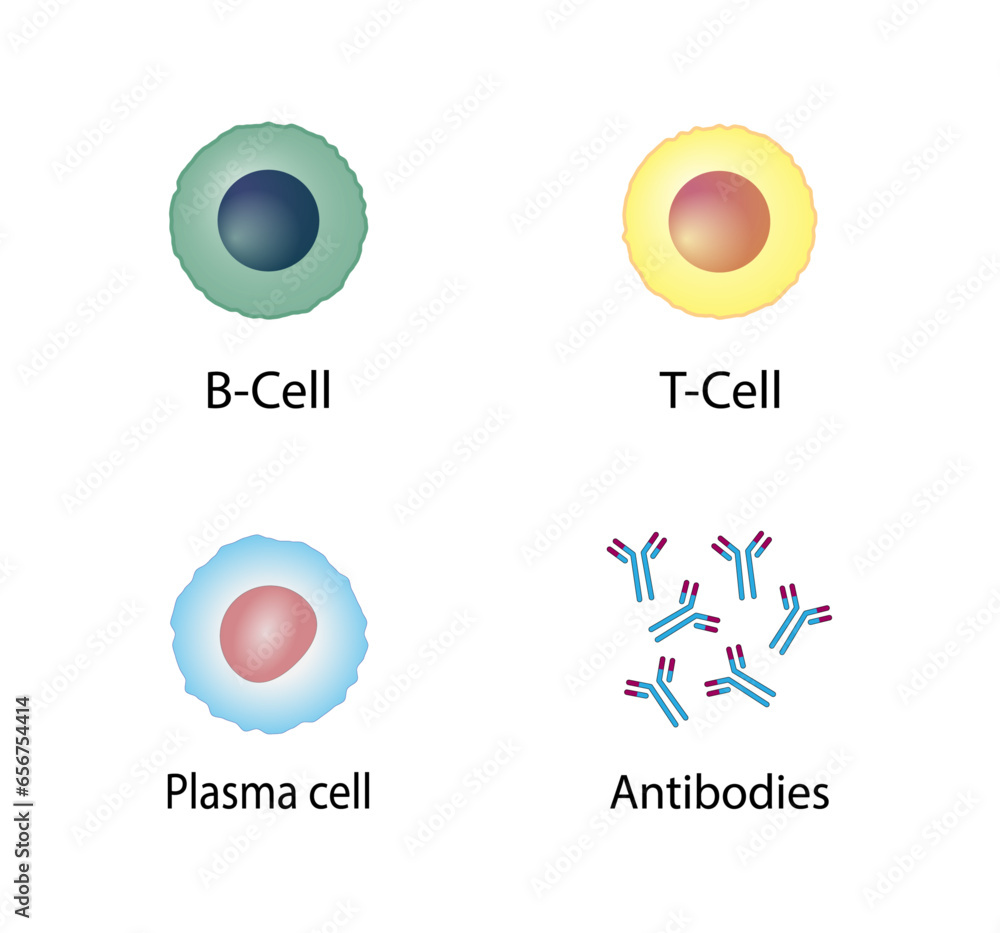 Adaptive immunity: T-cell, b-cell, Antibodies, Plasma cell. Vector ...