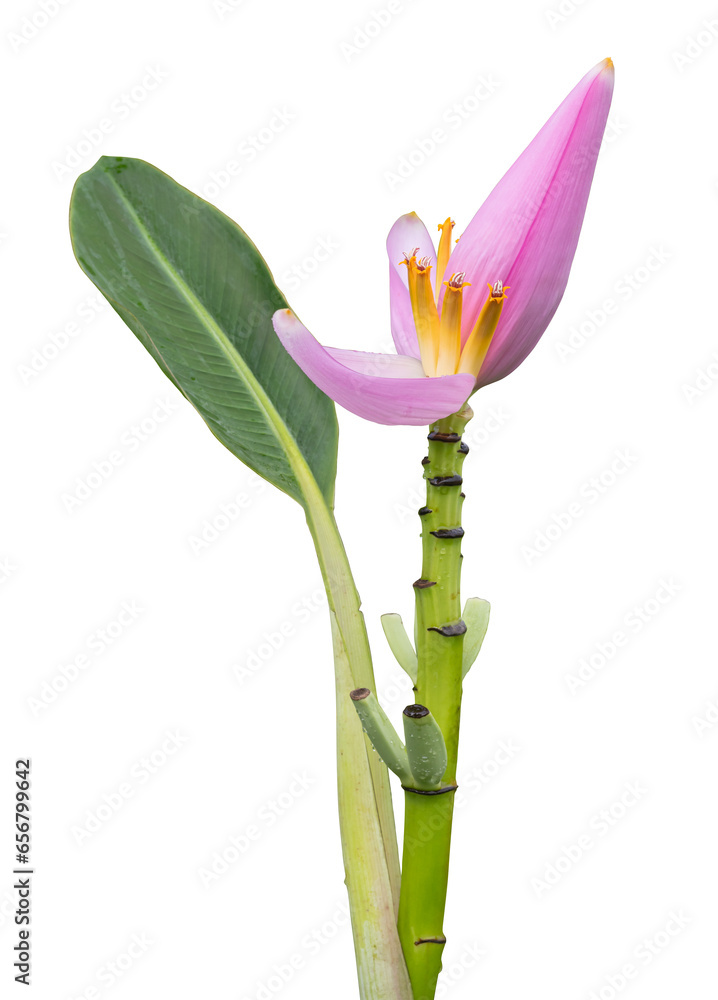 musa ornata flower on isolated transparent background.Plant object ...