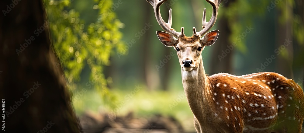 Spotted deer pictured at Bondla wildlife Sanctuary in Goa India Stock ...