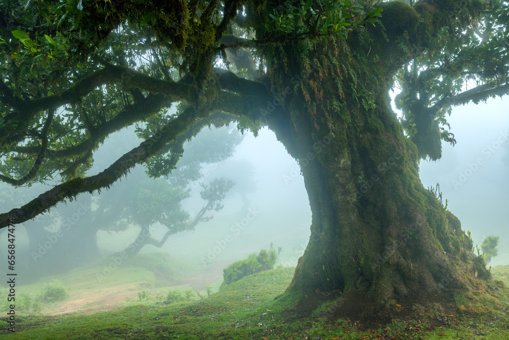 Fanal forest , old mystical tree in Madeira island, Unesco Stock Photo ...