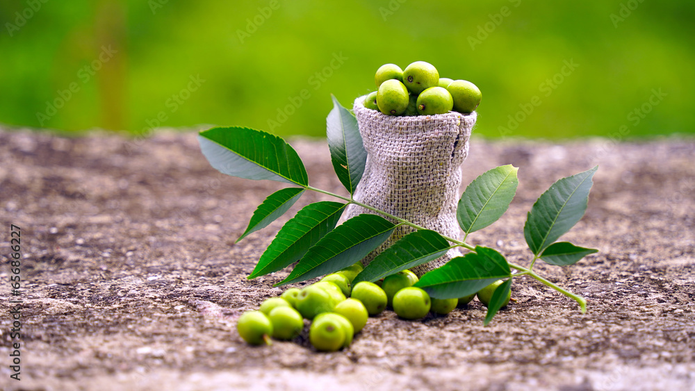 Azadirachta indica - A branch of neem tree leaves. Natural Medicine ...