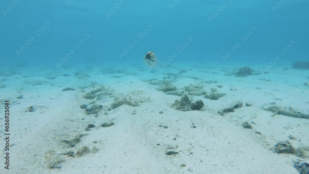 swimming breath holding underwater following a Triggerfish in shallow ...