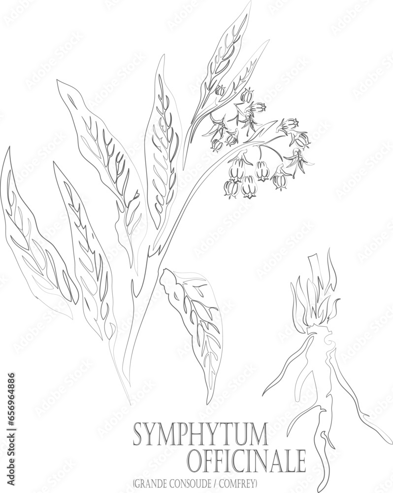 Comfrey or Grande consoude root and leafs vector contour. Symphytum ...