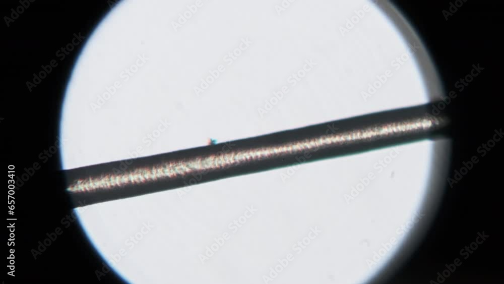 Vidéo Stock Single Human hair under a microscope. Microscopy of human ...