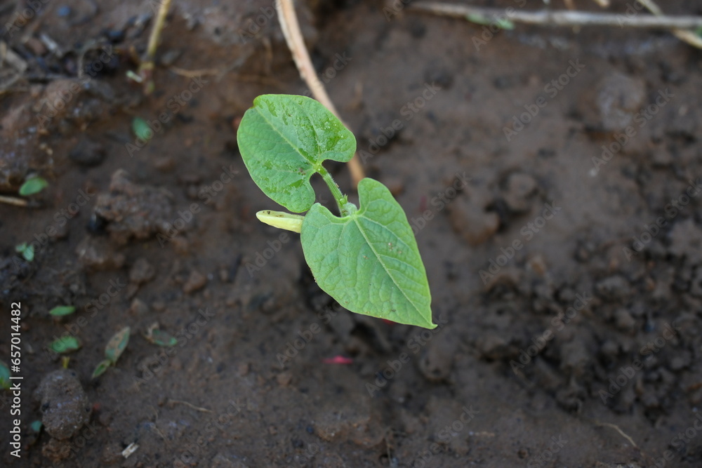 Just germinated bean plants. Beans plant grow in the vegetable garden ...