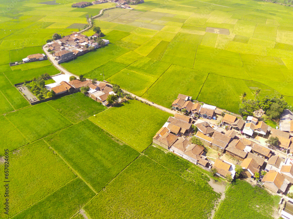 Settlements and rice fields. Aerial drone shot of landscape view of ...