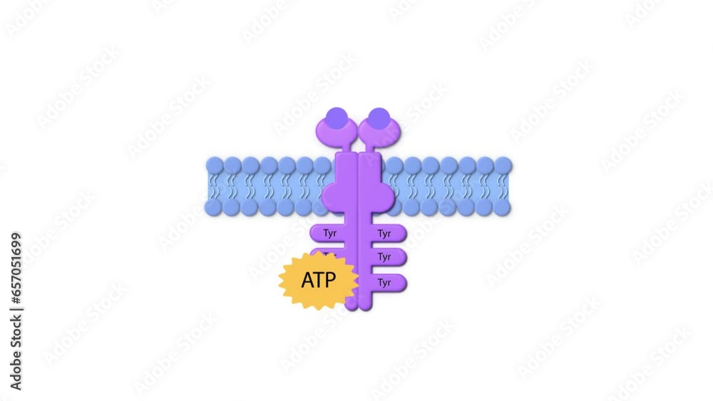 enzyme linked receptor, ligand, ADP, ATP, cell membrane, Enzyme-linked ...