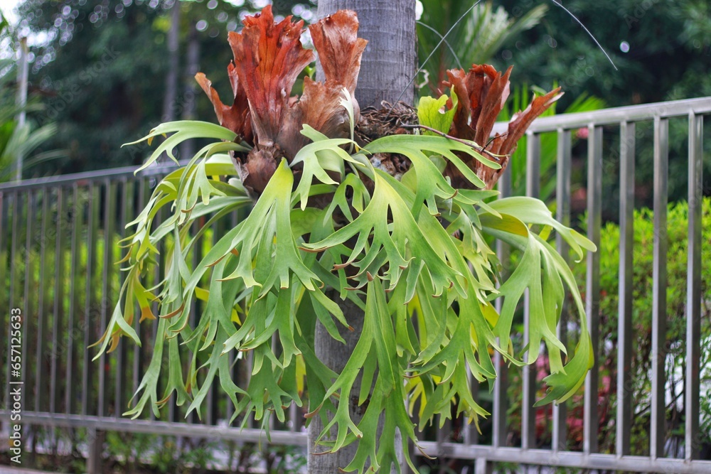 Platycerium coronarium is an epiphytic species of staghorn fern in the ...