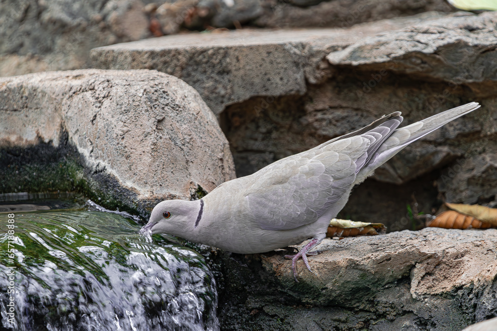 Barbary dove, (Streptopelia risoria), drinking water from a water canal ...