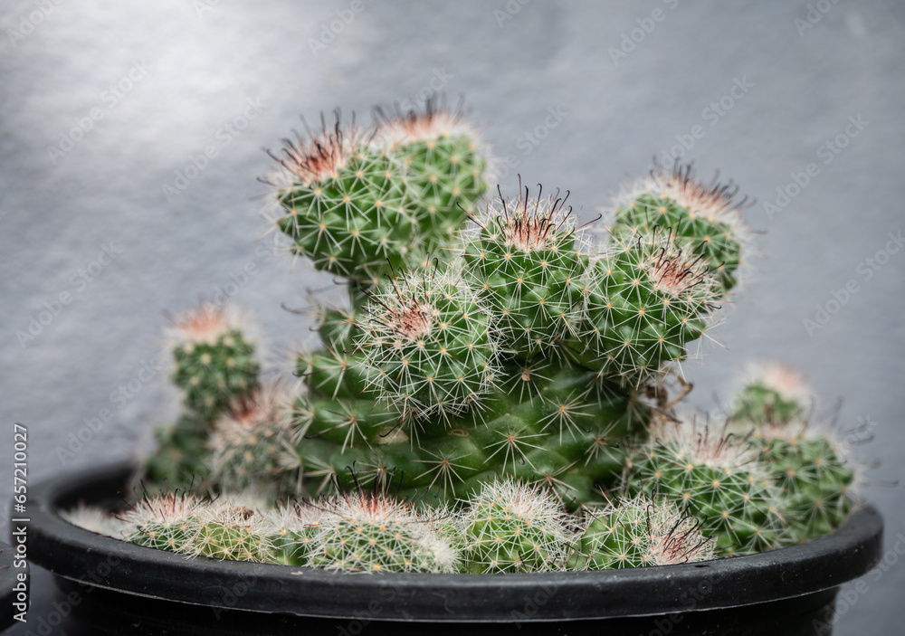 Foto de Mammillaria Beneckei growing in a pot. This cactus is a very ...