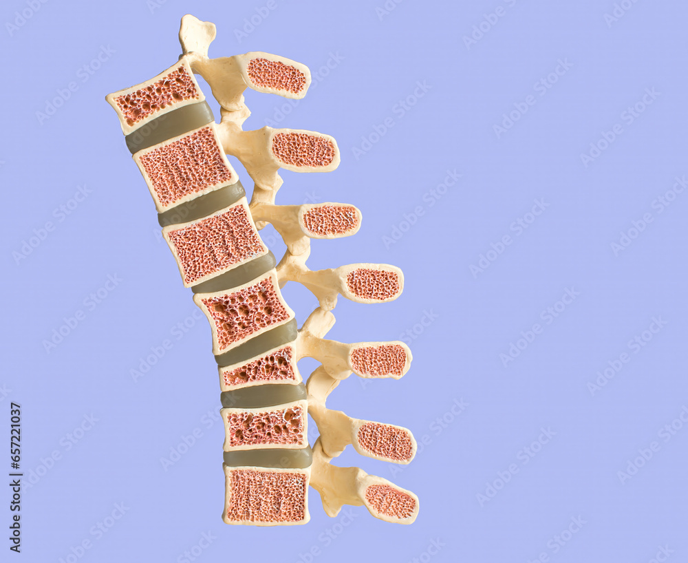 Model of the human spine isolated on a blue background showing various ...