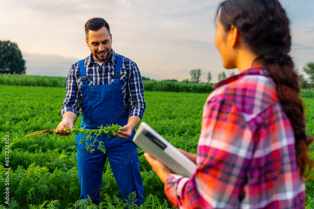 An experienced farmer proudly presents the thriving carrot crops to a ...