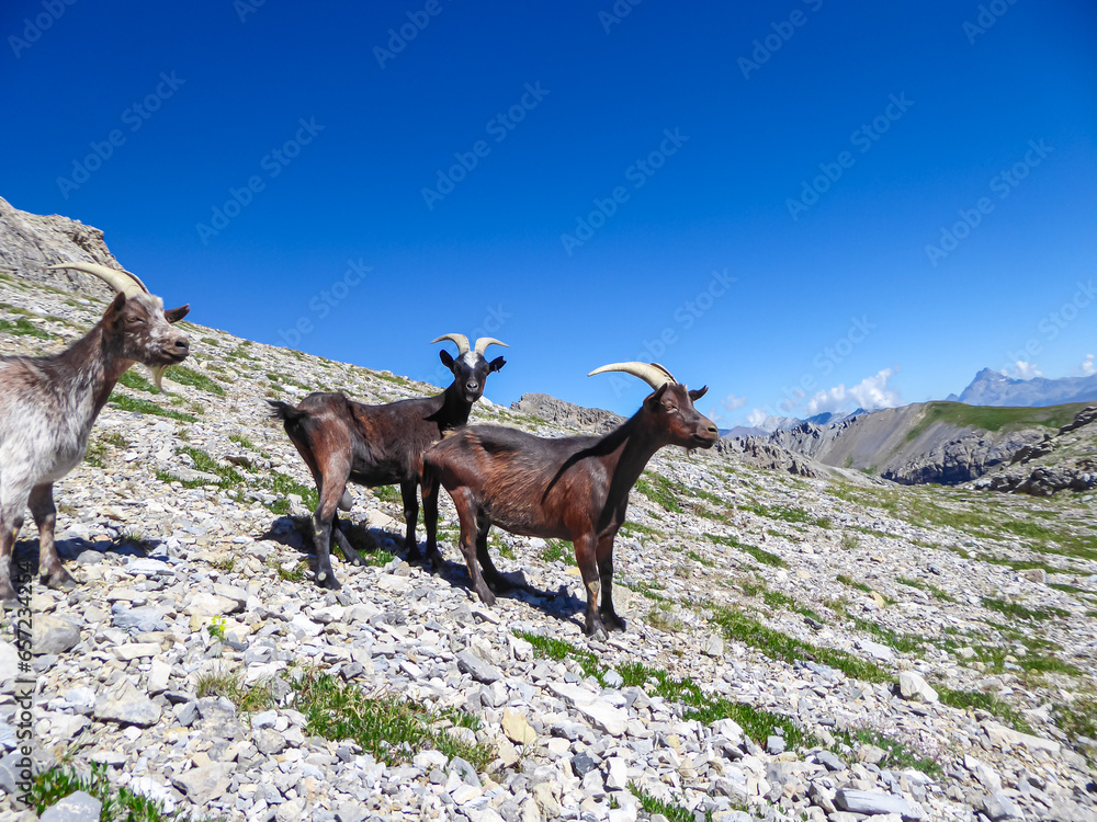 Herd of mountain goats with scenic view of mountain ranges of ...