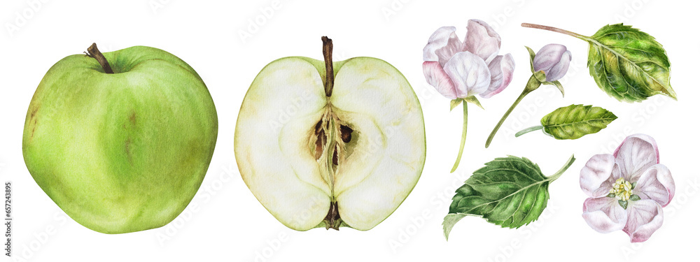 Apples and flowers set. Watercolor botanical illustration of green ...