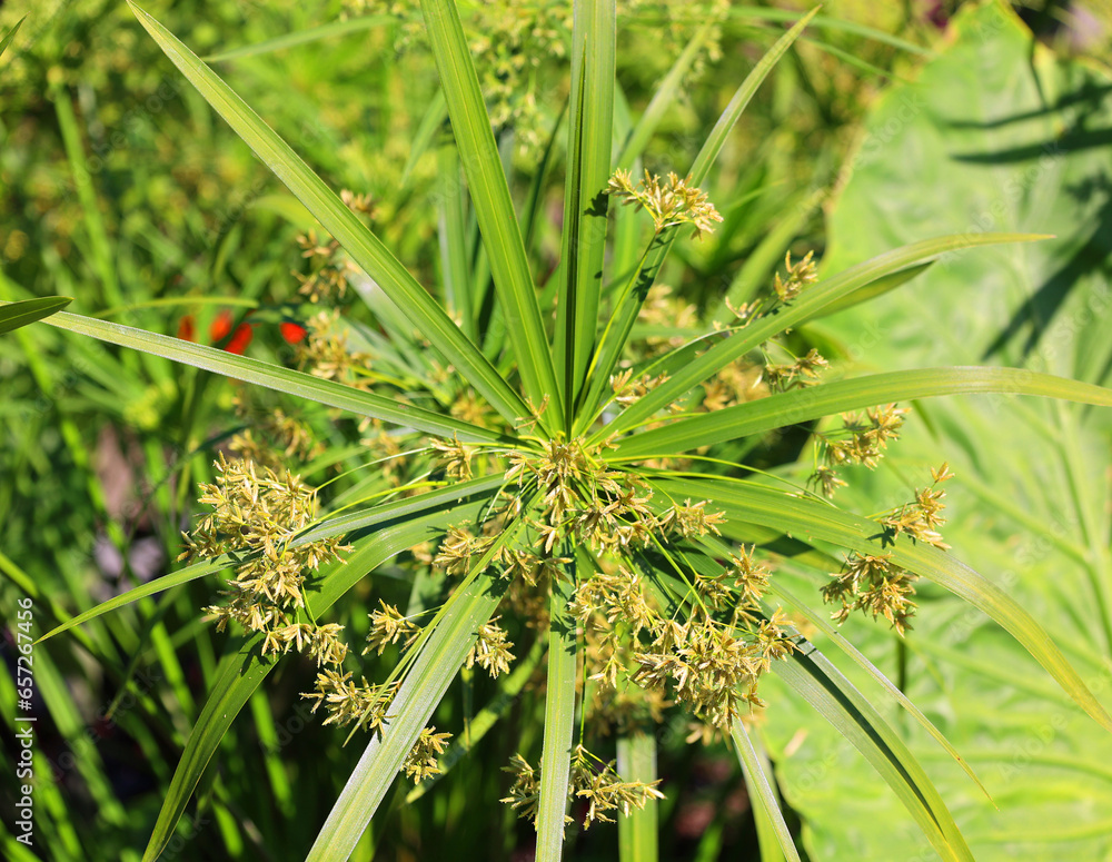 Cyperus alternifolius, the umbrella papyrus, umbrella sedge or umbrella ...