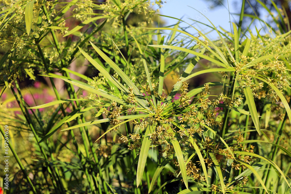 Cyperus alternifolius, the umbrella papyrus, umbrella sedge or umbrella ...