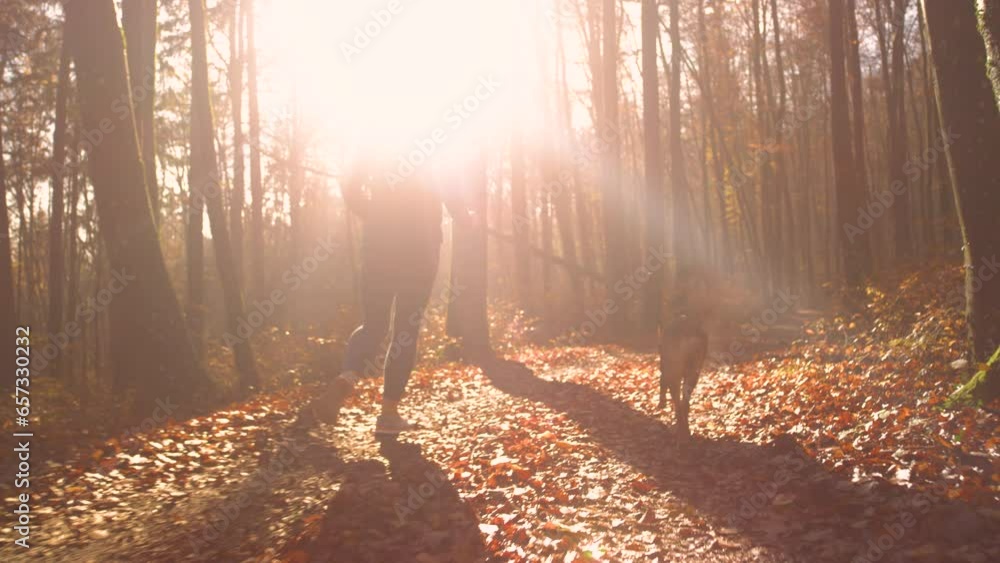 Vidéo Stock LENS FLARE: Fit young woman jogging through colorful autumn ...