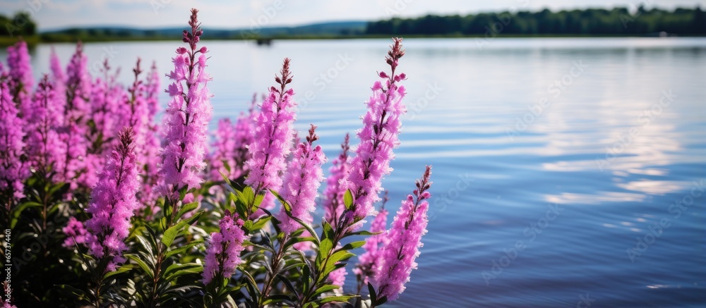 Purple Loosestrife an invasive species wreaking havoc on wetlands With ...