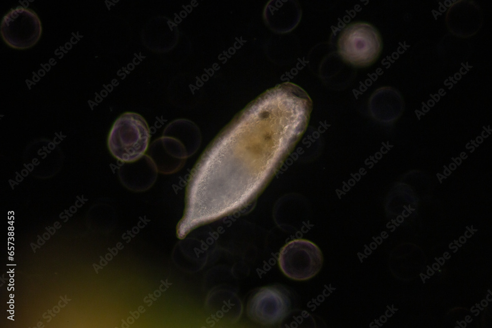 Study of Protozoa and Algae under the microscope for education. Stock ...