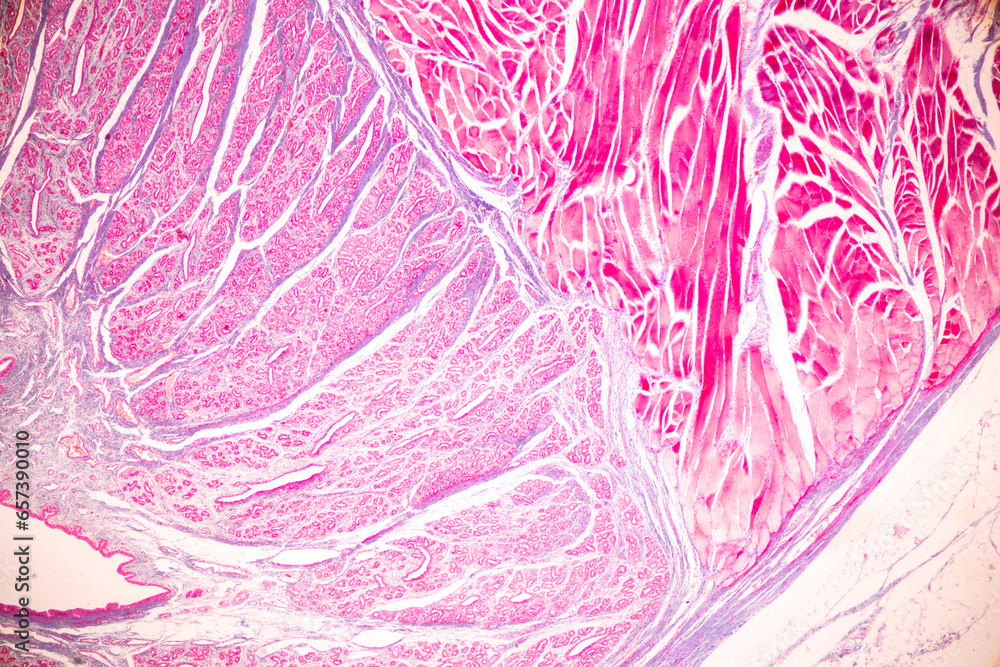 Histological Rectum human, Gall bladder human and Urethra Human under ...