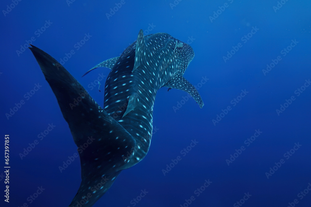 Whale sharks (Rhincodon typus), a rare big and giant fish swim slow ...