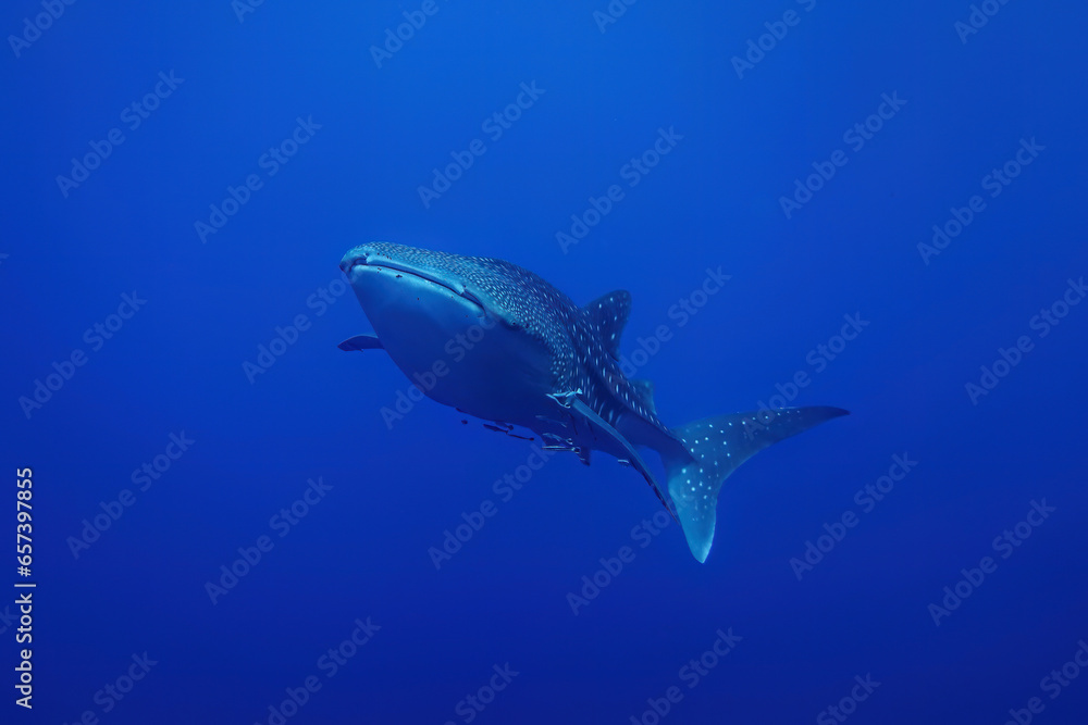Whale sharks (Rhincodon typus), a rare big and giant fish swim slow ...