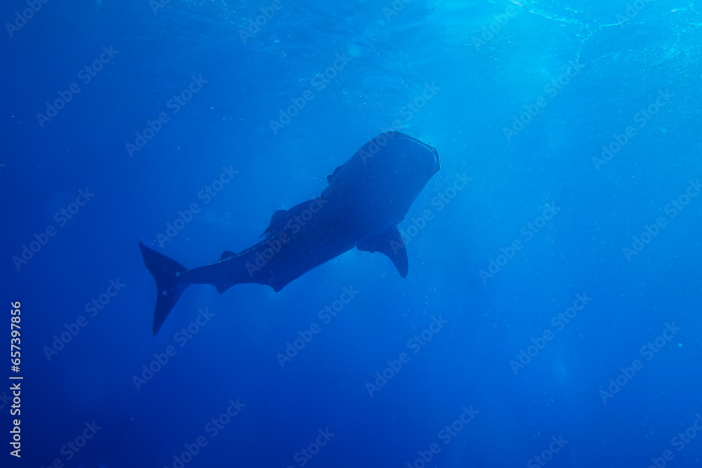 Whale sharks (Rhincodon typus), a rare big and giant fish swim slow ...